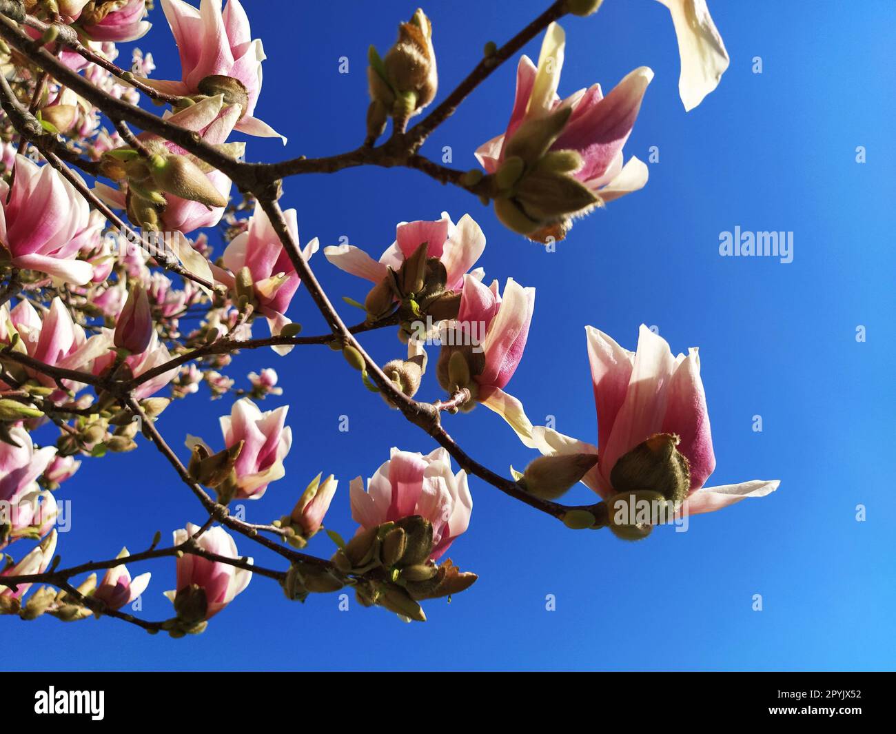 Magnolia tree without flowers hi-res stock photography and images - Alamy