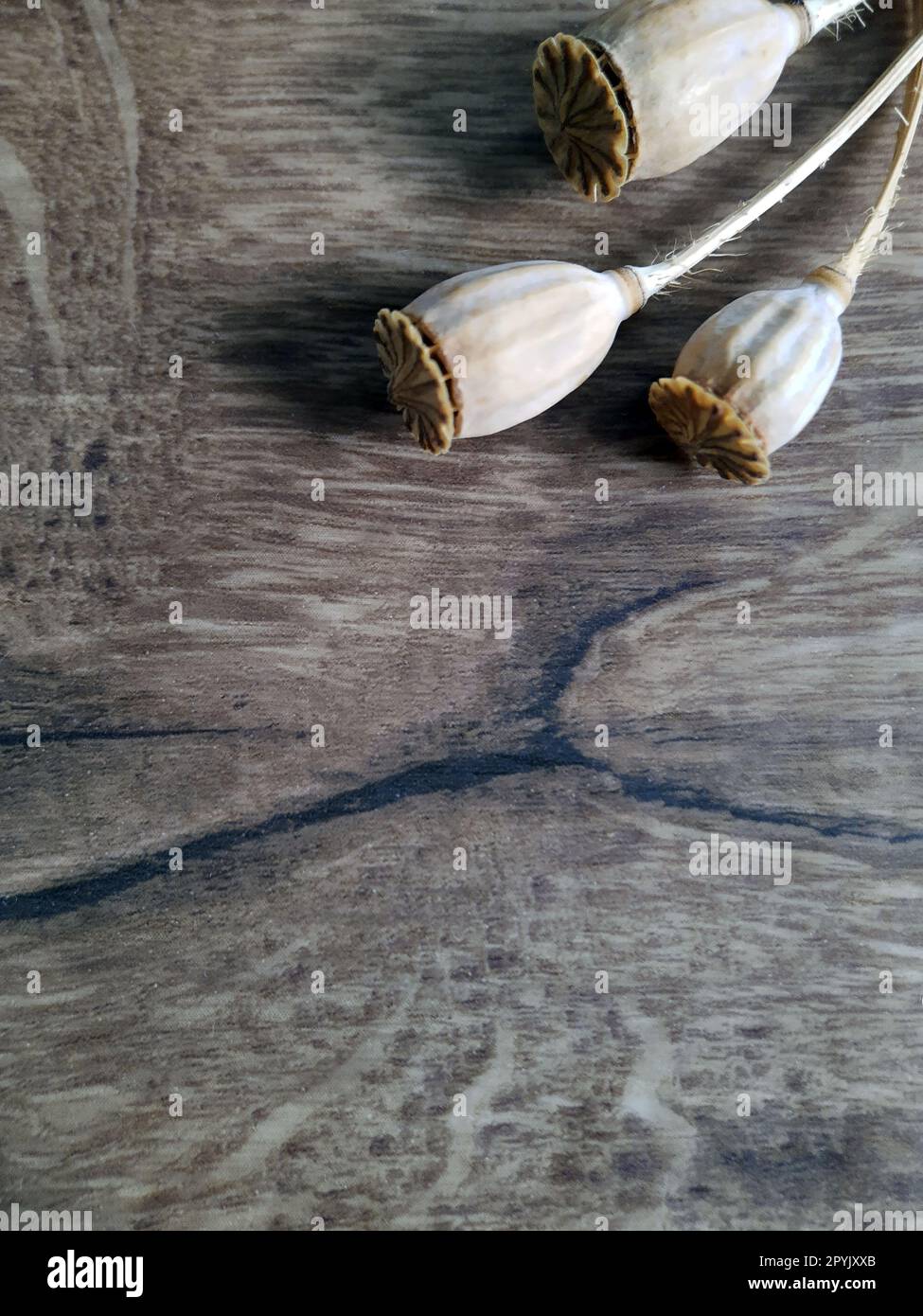Background with dry poppy heads Stock Photo - Alamy