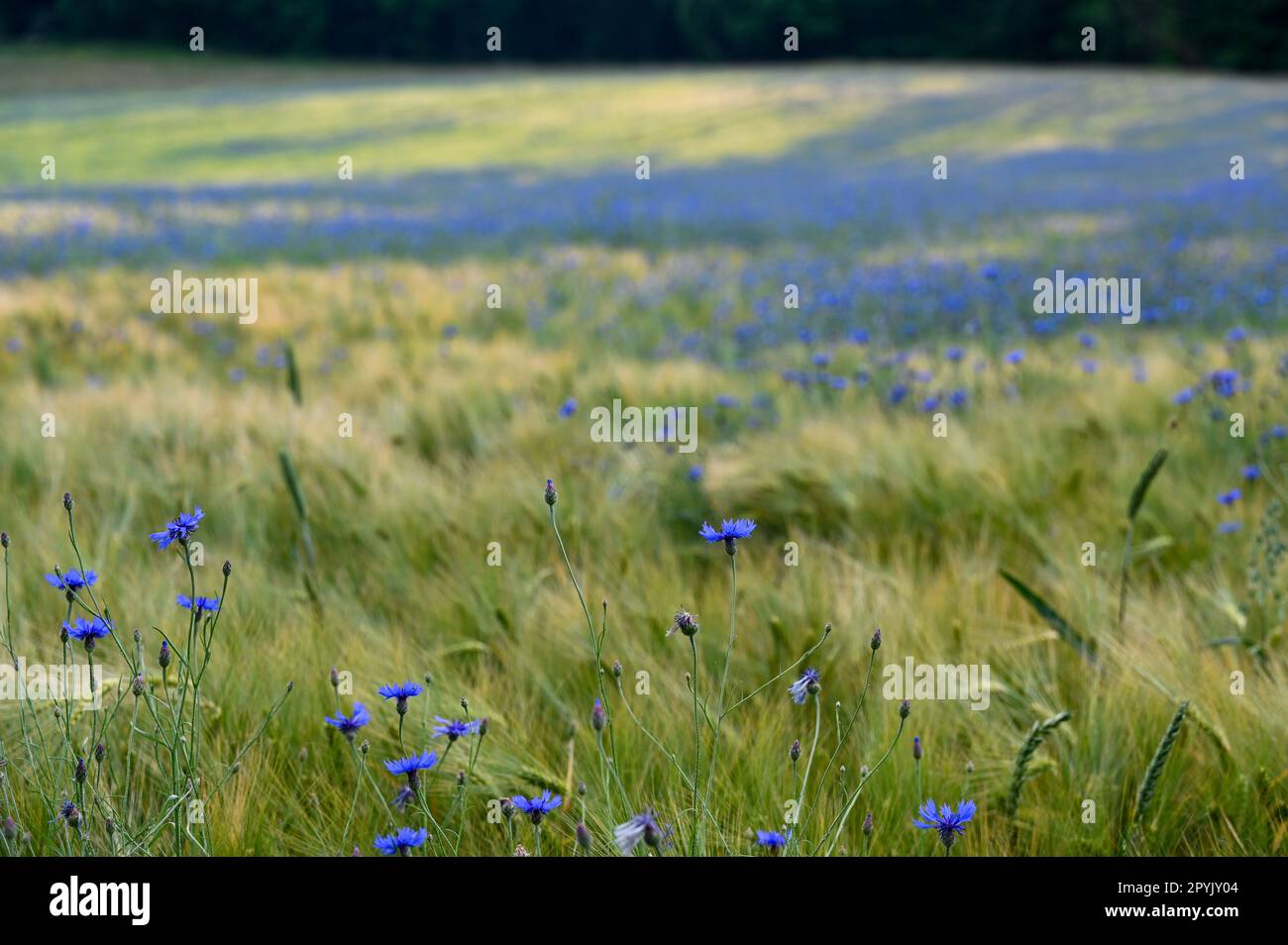 Grain field with lots of cornflowers Stock Photo - Alamy