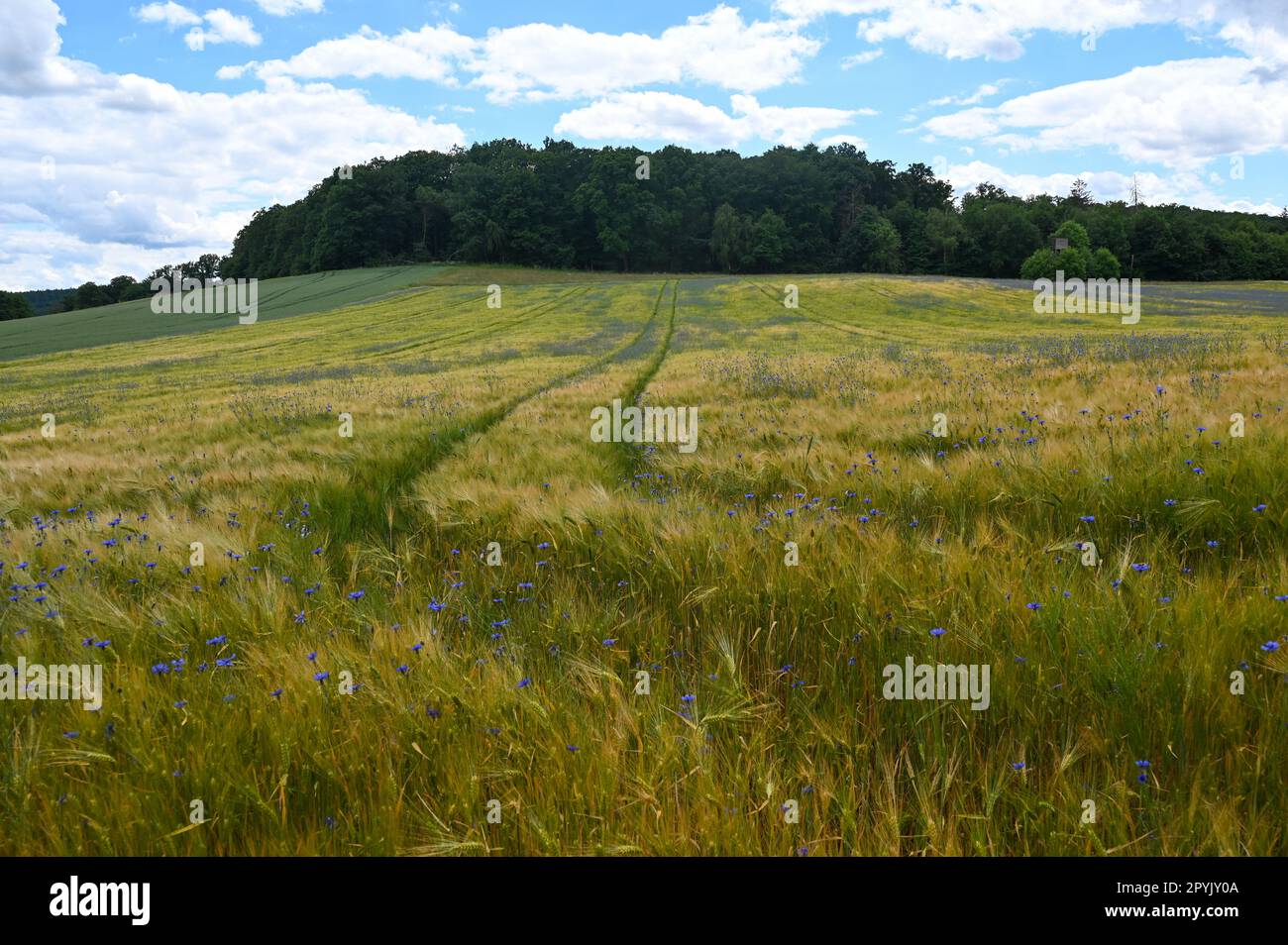 Grain field with lots of cornflowers and forest in the background Stock ...