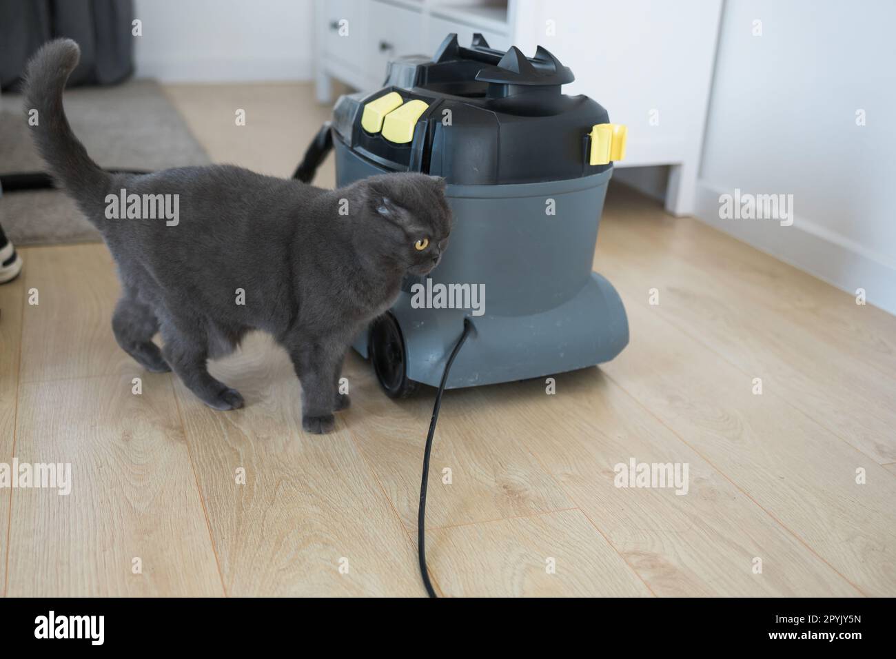 Scottish fold cat sniff round professional vacuum cleaner. Cleaning and ...