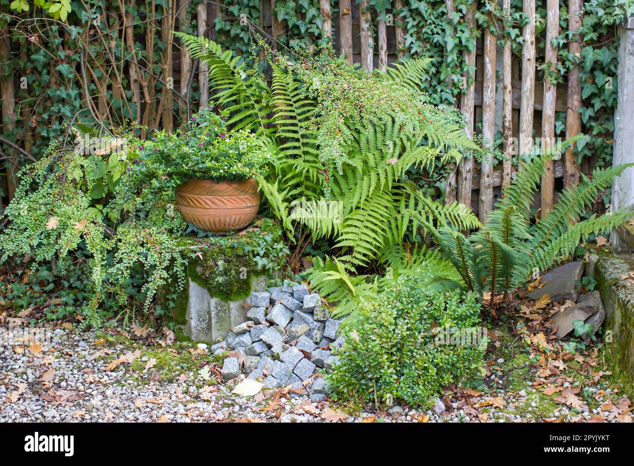 rustic garden - plants in clay pot and fern Stock Photo - Alamy