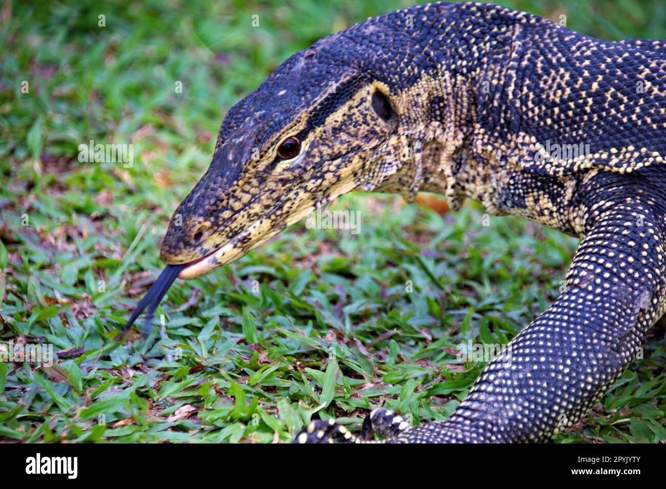 Monitor lizards hi-res stock photography and images - Alamy