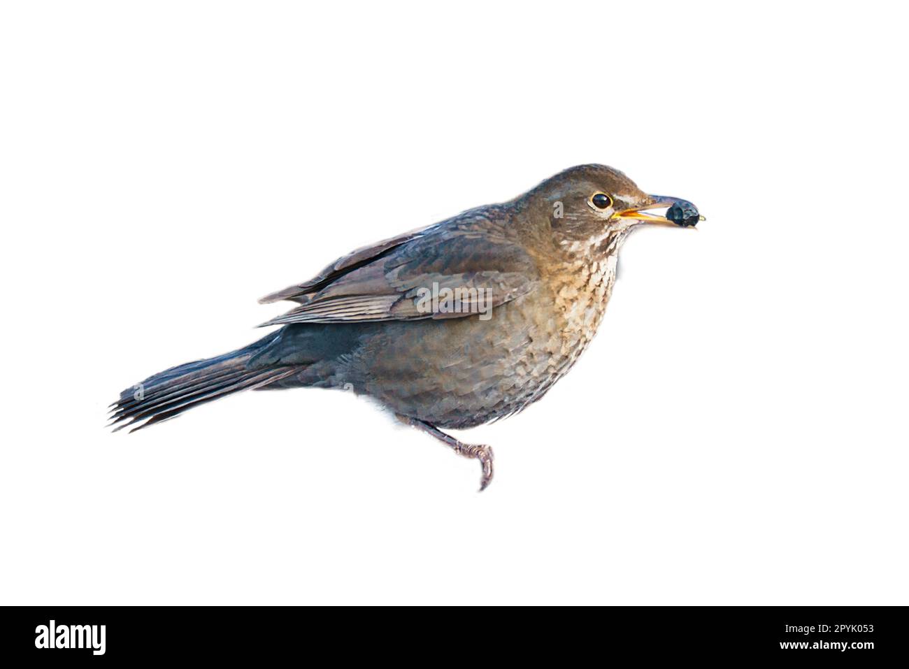 Bird thrush cropped. To use composing. Isolated animal. Brown feathers ...