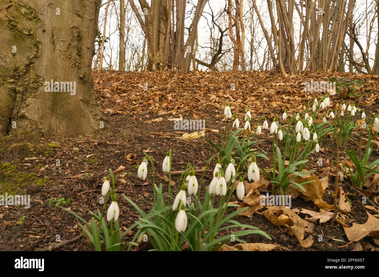 Lily of the valley on the forest floor among foliage and trees. Spring ...