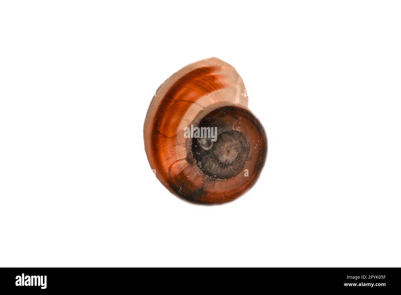 Snail shell cut out. Detailed shell of a snail. For further processing ...