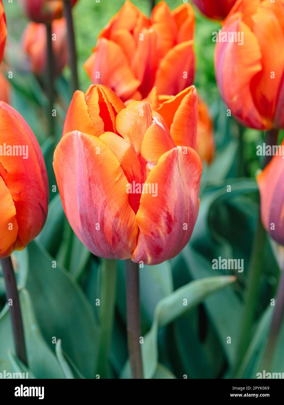 Tulipa hermitage hi-res stock photography and images - Alamy