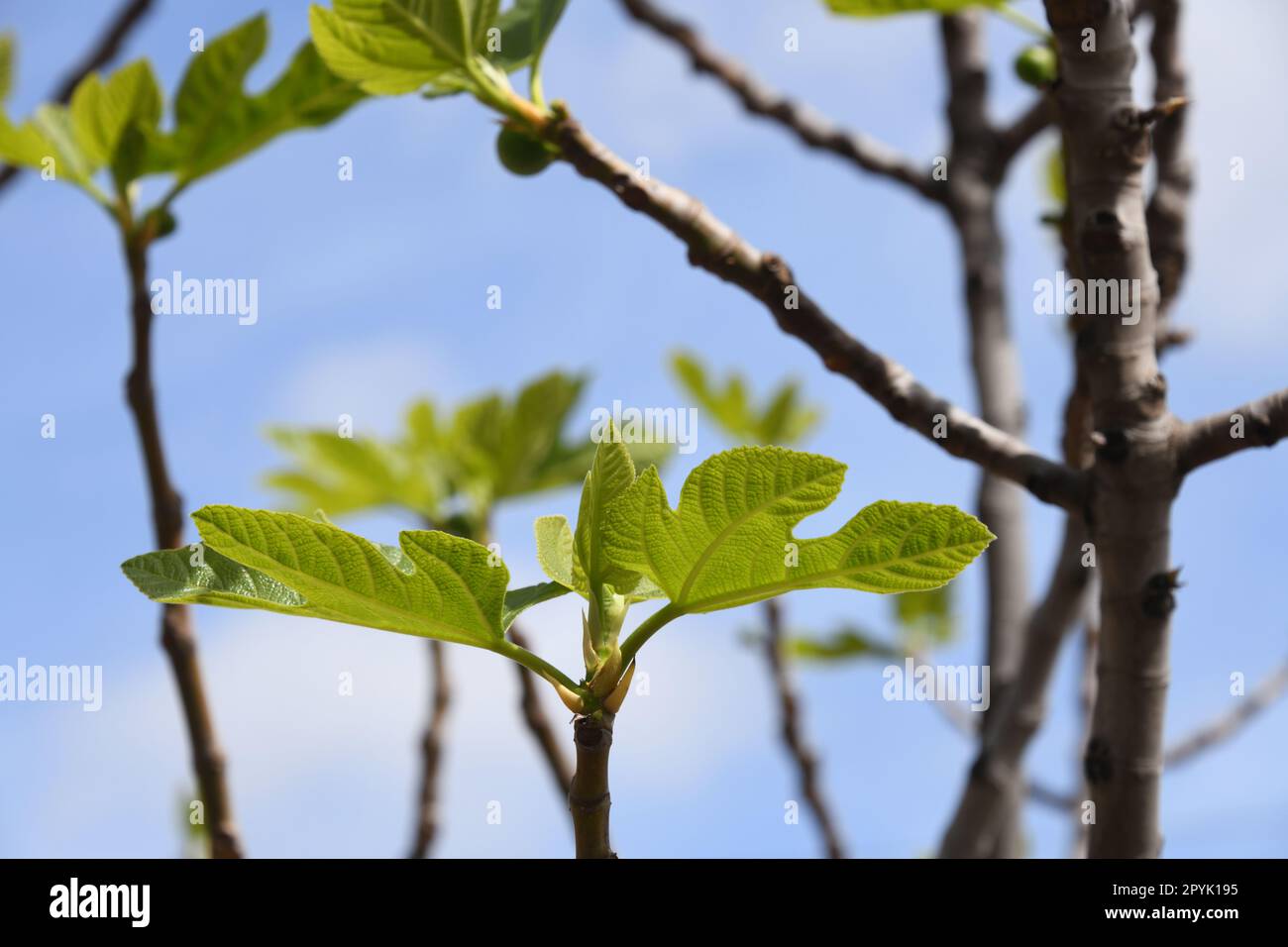 the first delicate fig leaves and small figs on a fig tree, Alicante ...