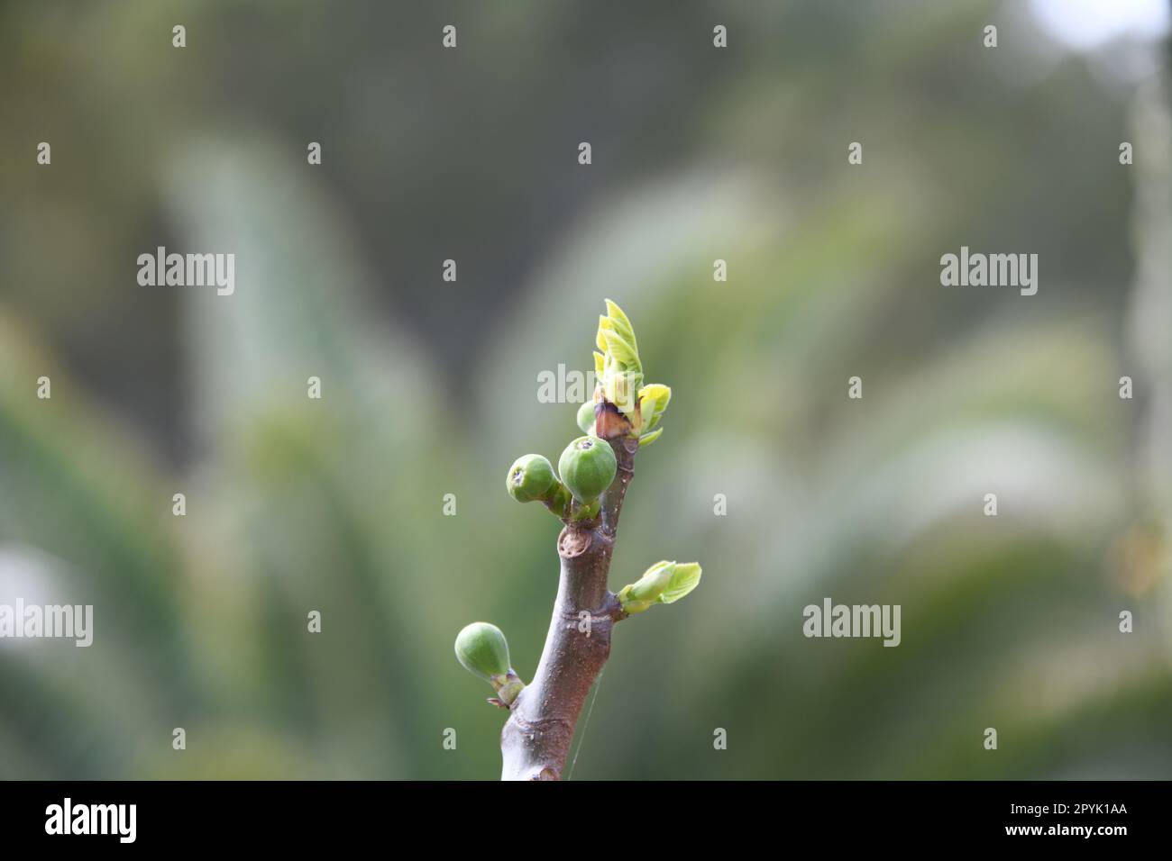 the first delicate fig leaves and small figs on a fig tree, Alicante ...
