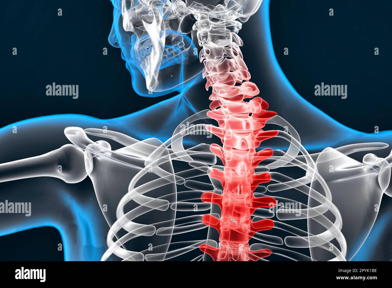 Illustration of human spine. 3D Rendering Stock Photo - Alamy
