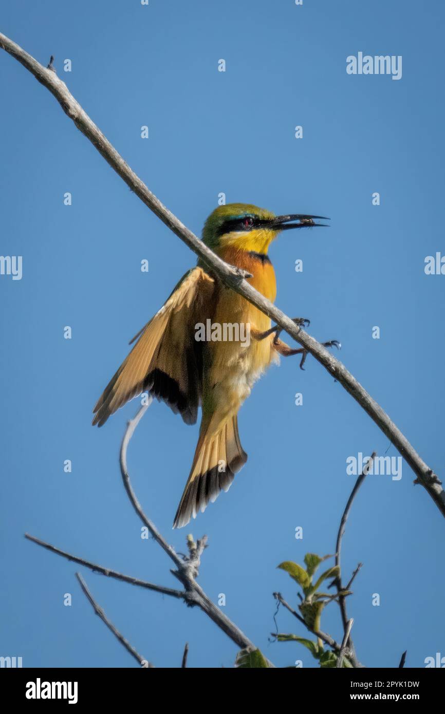 Little bee-eater lands on branch holding insect Stock Photo - Alamy