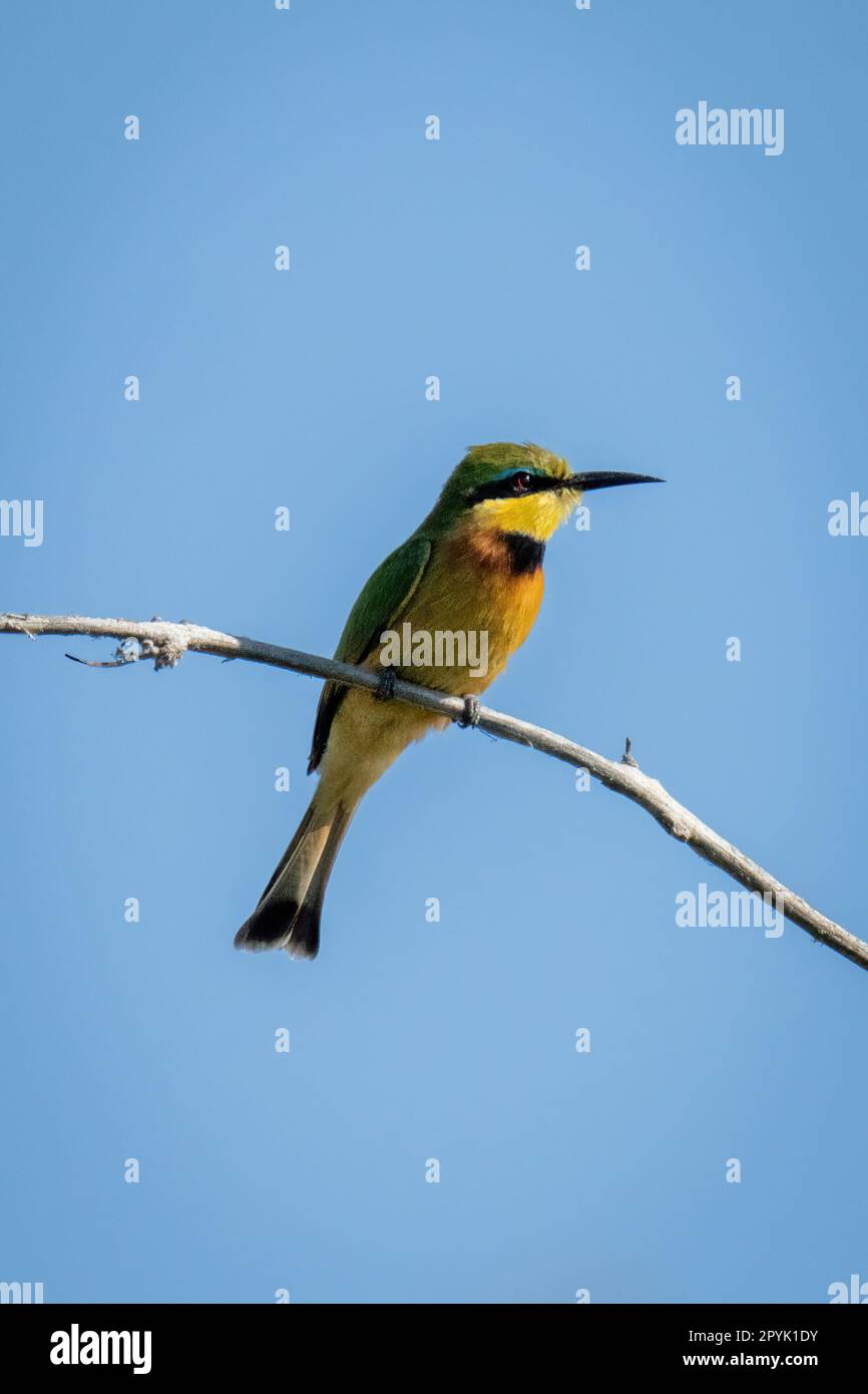 Little bee-eater facing right on sunlit branch Stock Photo - Alamy