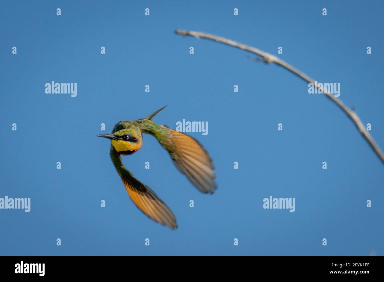 Little bee-eater flies from branch towards camera Stock Photo - Alamy