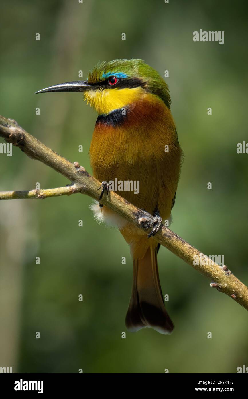Little bee-eater on thin branch facing left Stock Photo - Alamy