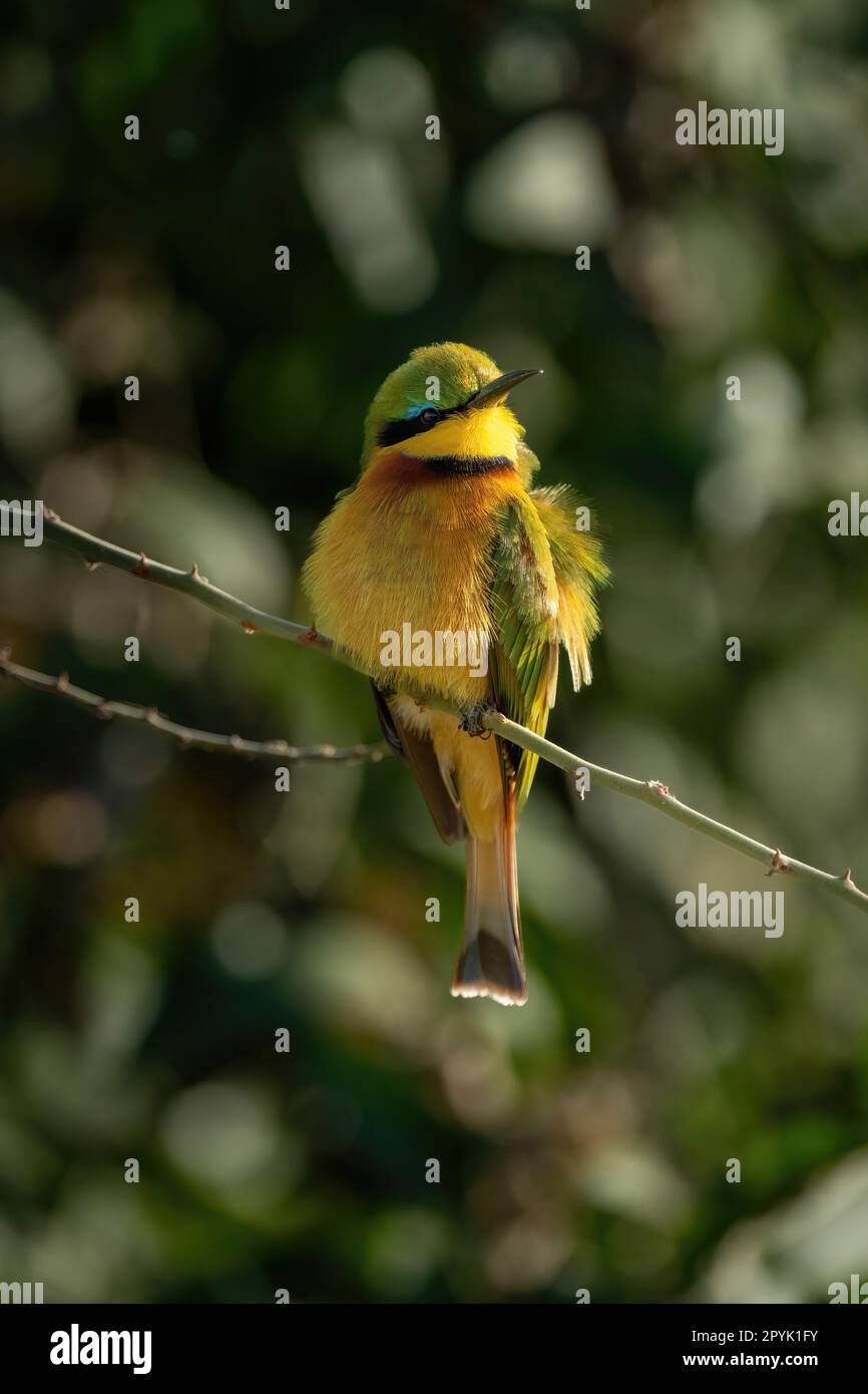 Feathers fluffy hi-res stock photography and images - Alamy