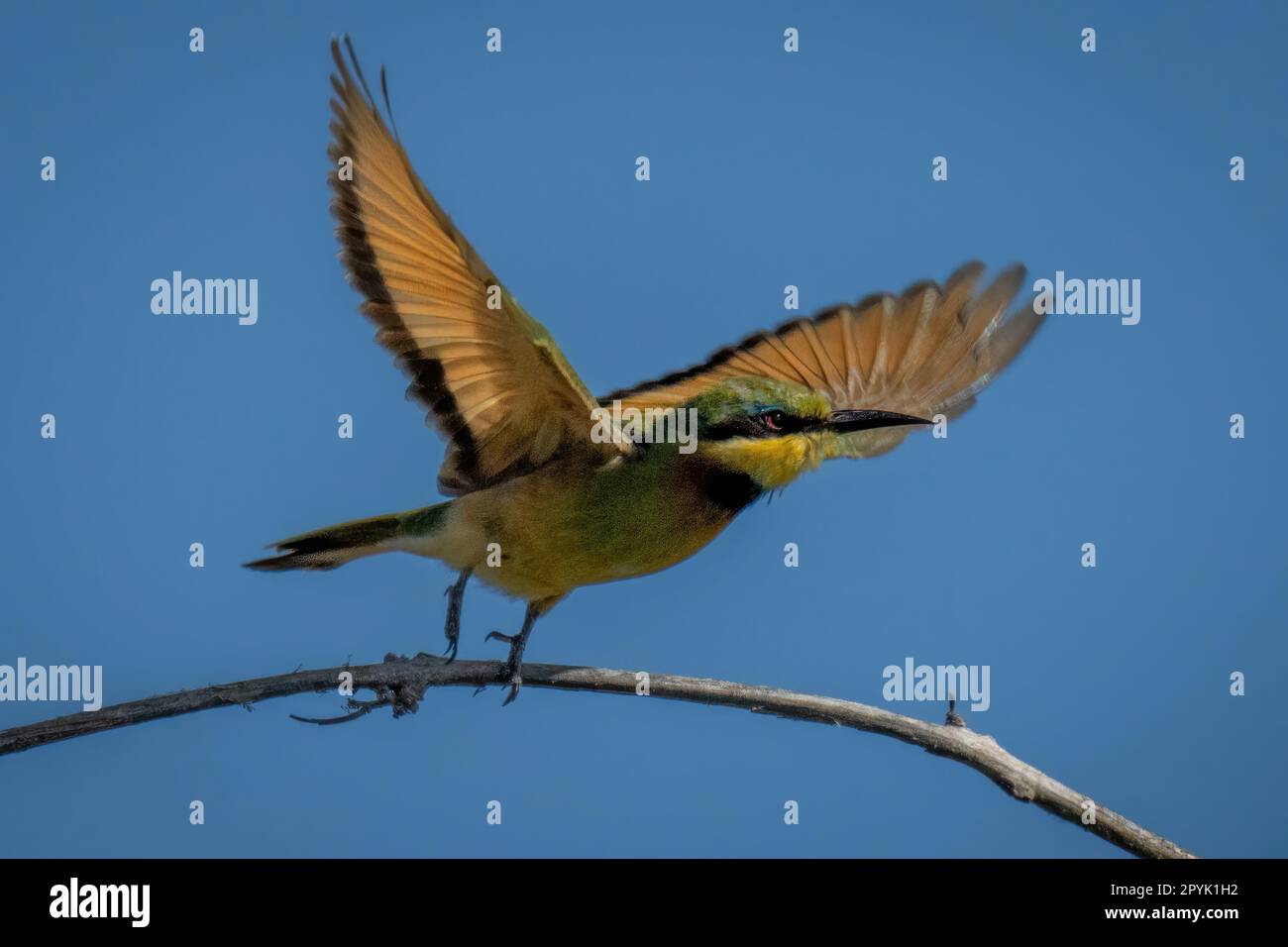 Little bee-eater spreads wings to take off Stock Photo - Alamy