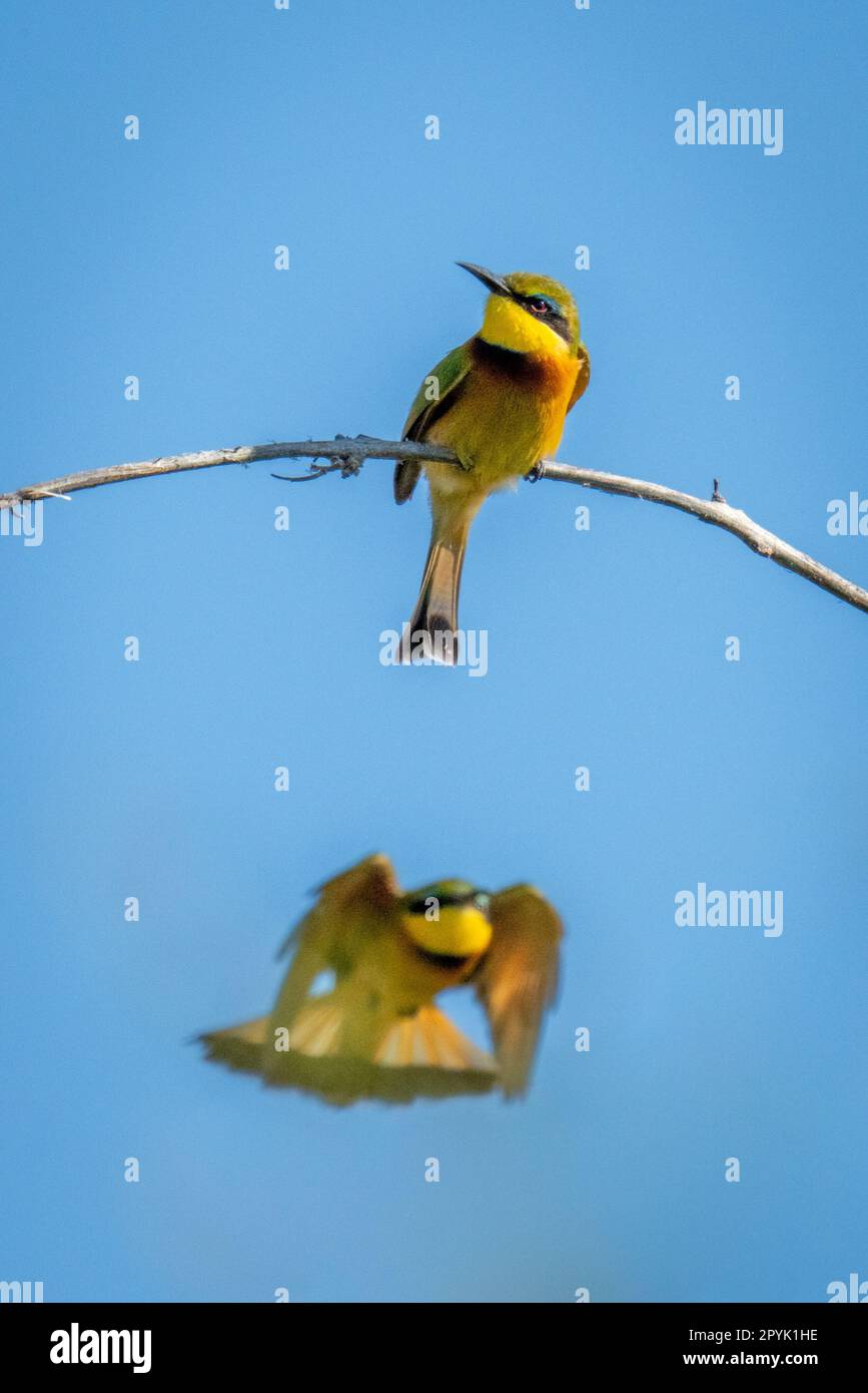Bird eating another bird hi-res stock photography and images - Alamy