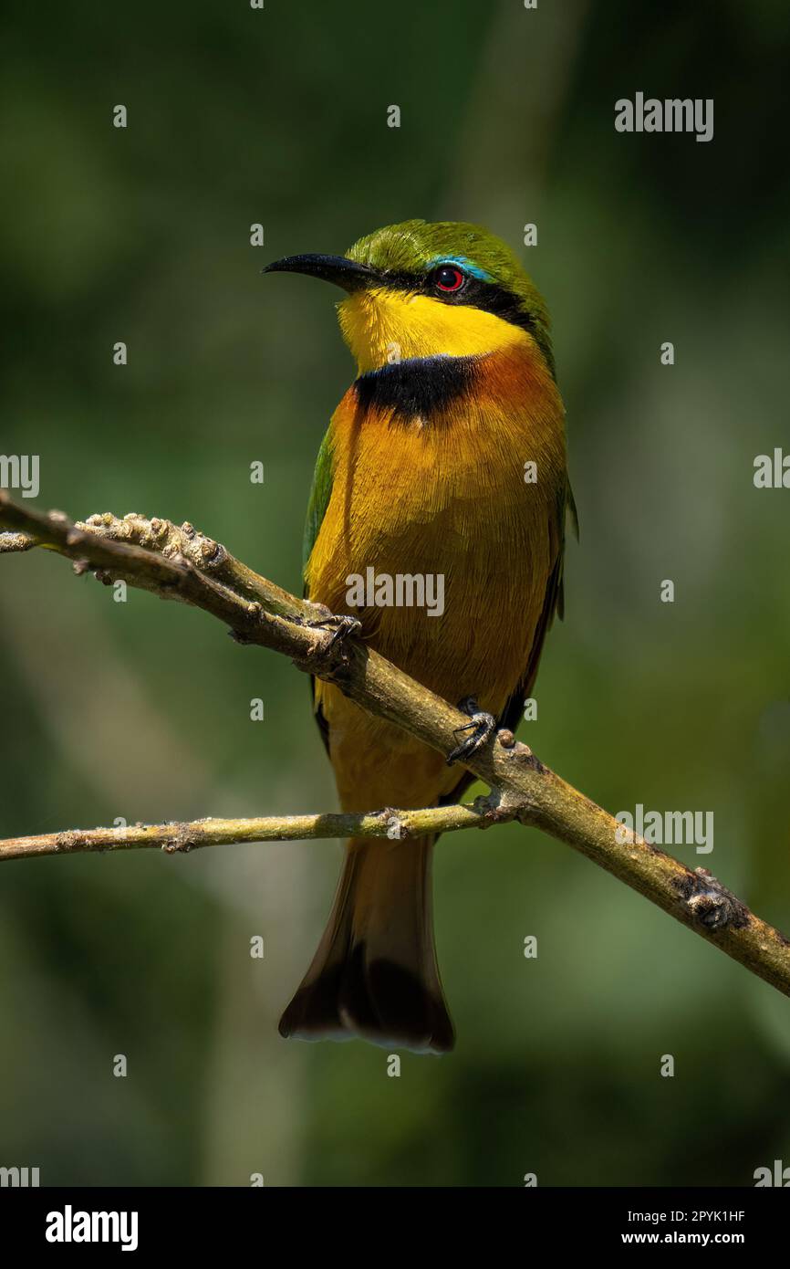 Diagonal bird hi-res stock photography and images - Alamy
