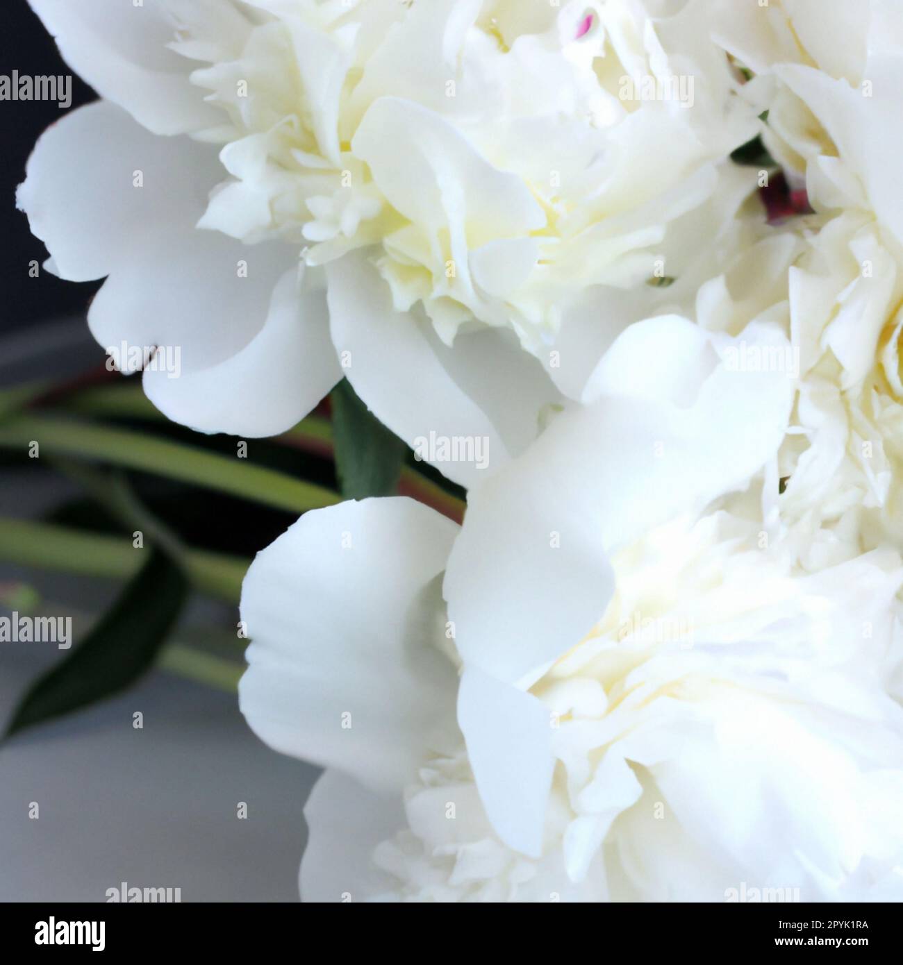 Beautiful white peony flowers close up. Peony is a genus of herbaceous ...