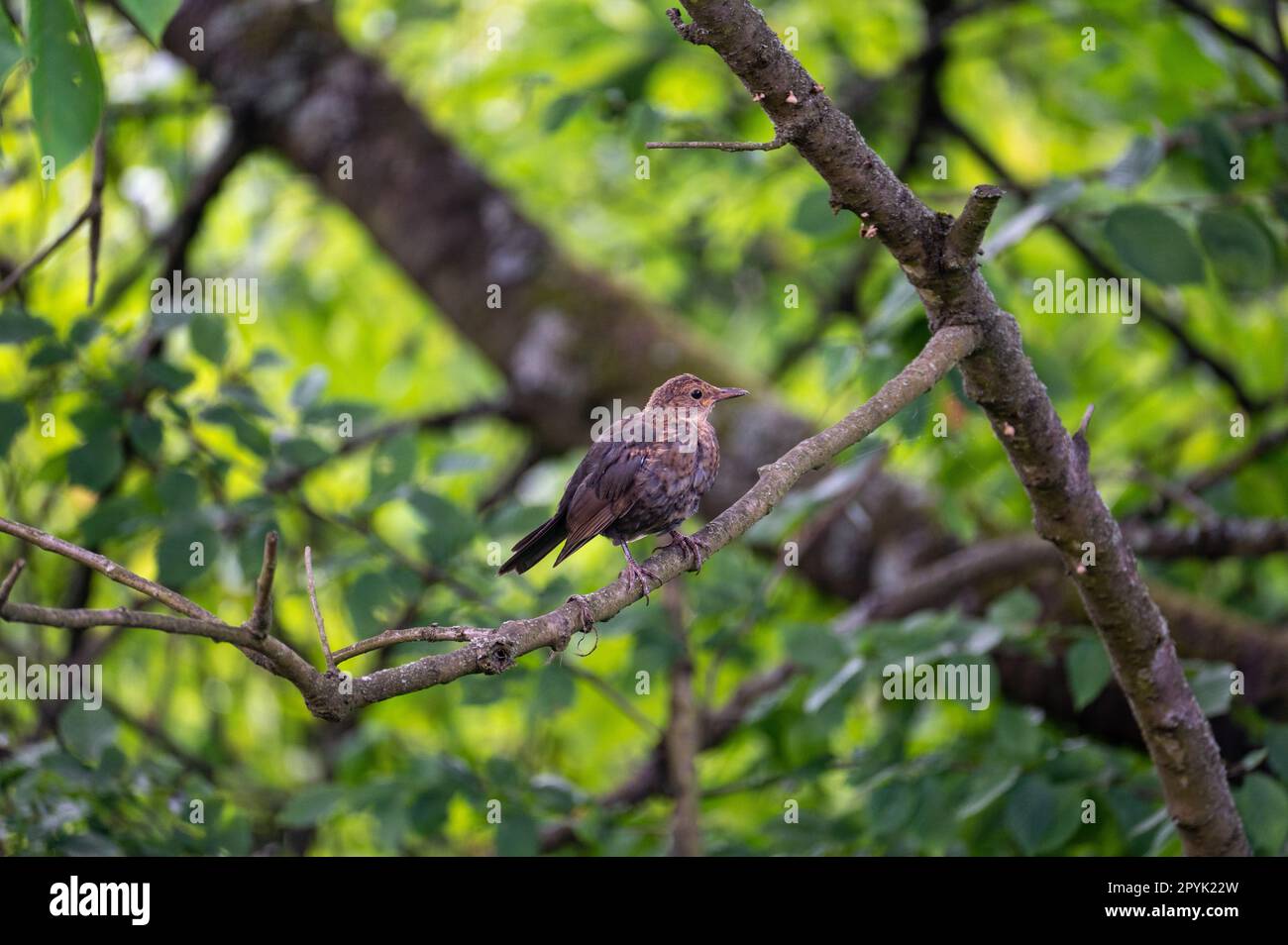Sits in the tree hi-res stock photography and images - Alamy