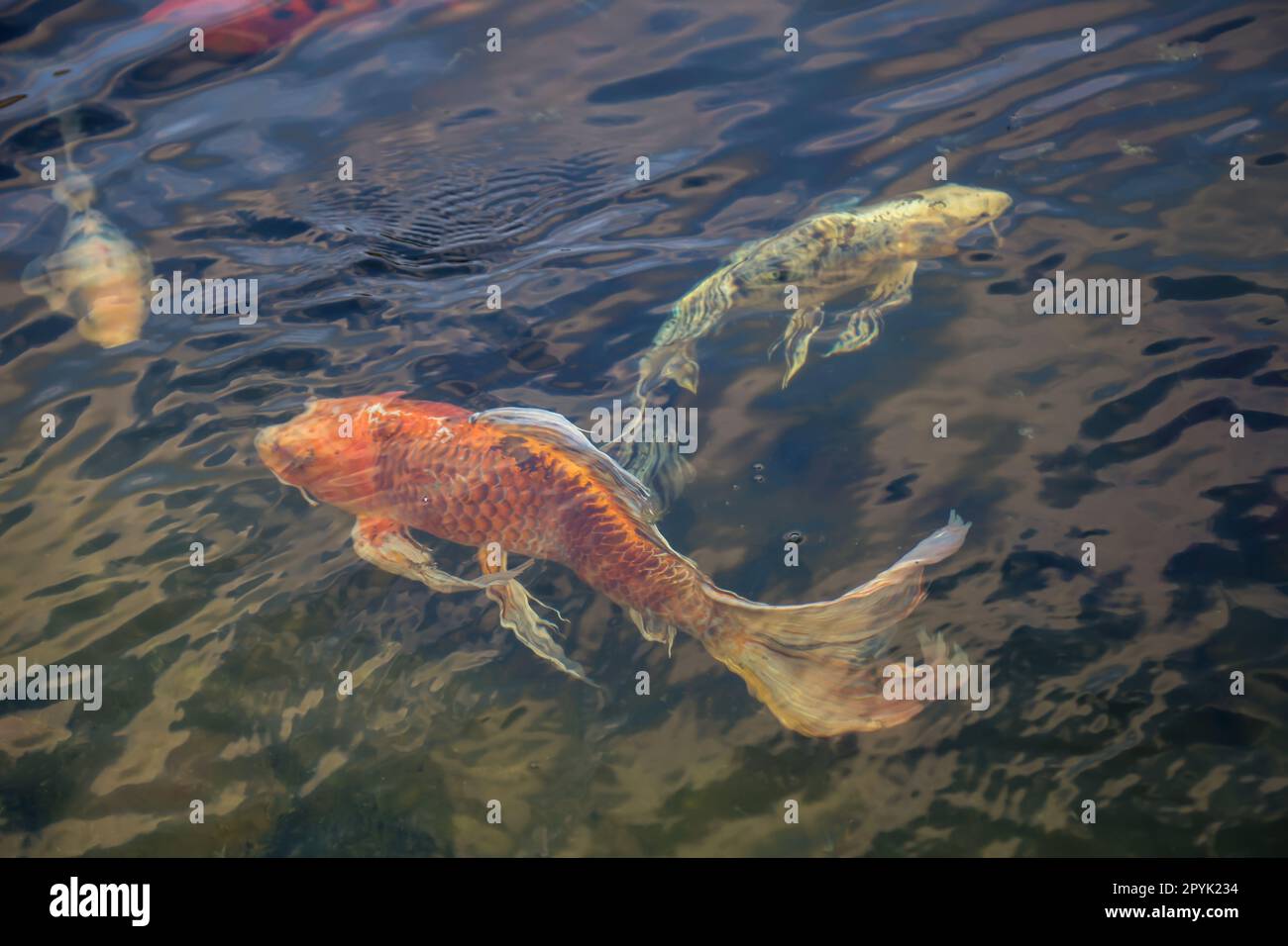 Large coloured koi in a pond. Koi are fish similar to carp Stock Photo ...
