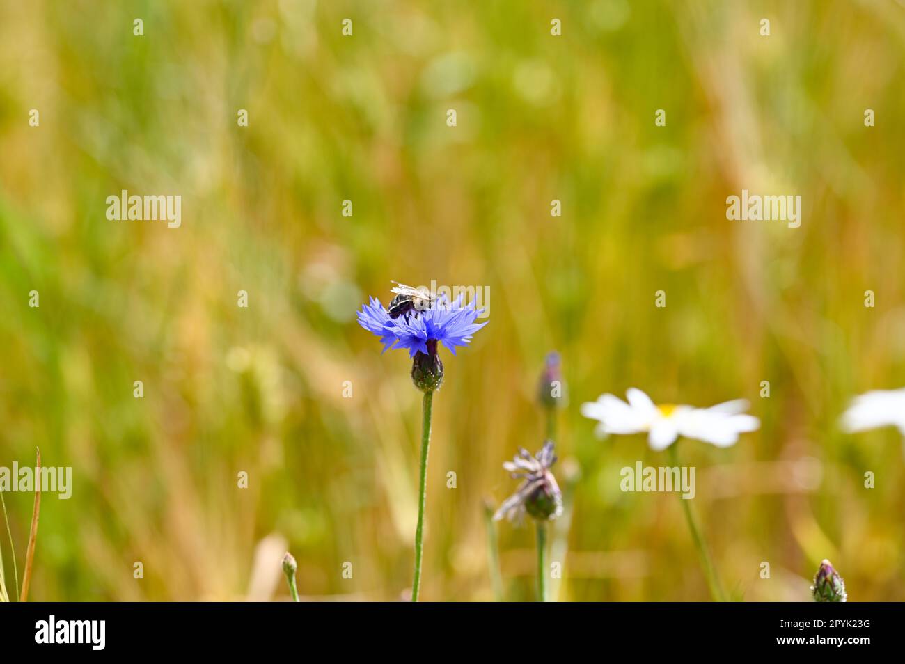 Field plant insect hi-res stock photography and images - Alamy