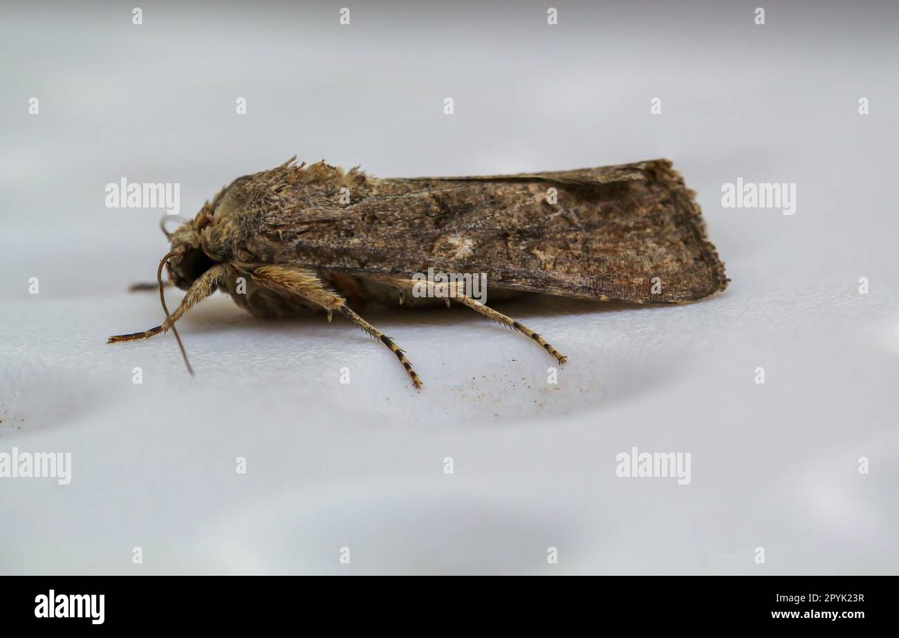 Close-up of a butterfly. Found on the island of Fureteventura Stock ...