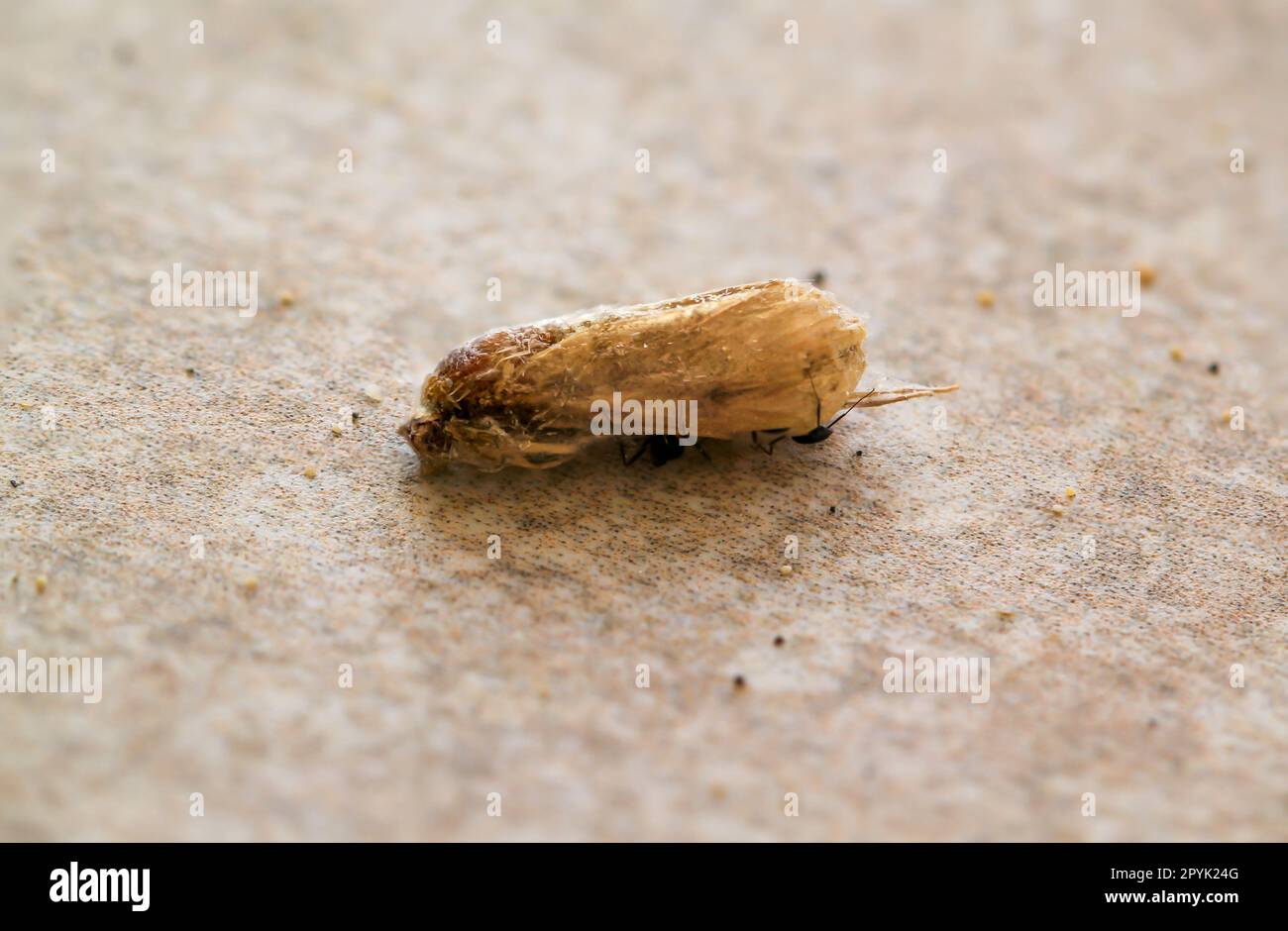 The remains of a butterfly native to Fuerteventura Stock Photo - Alamy