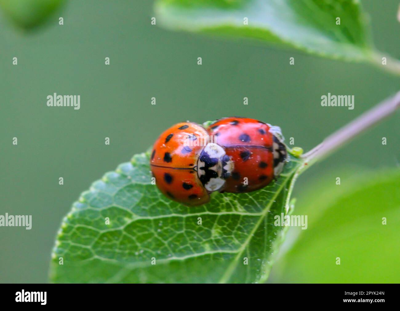 Two ladybirds mating on a leaf of a tree Stock Photo - Alamy