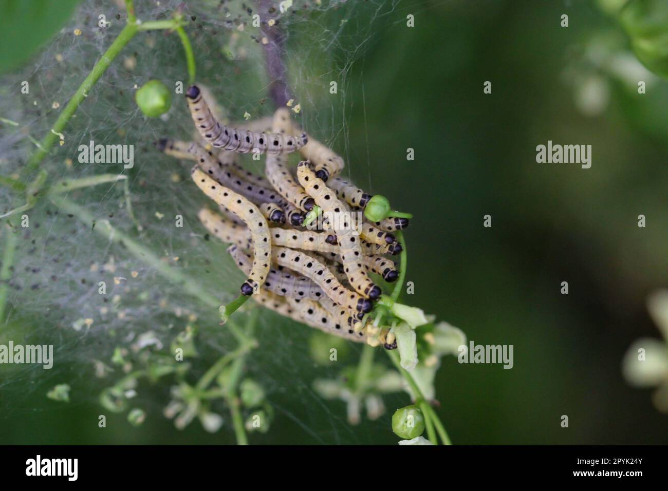Many peony moths in a web on a shrub Stock Photo - Alamy