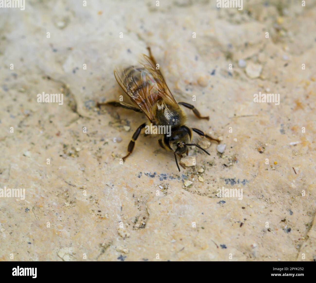 Beautiful shot of a honey bee hi-res stock photography and images - Alamy