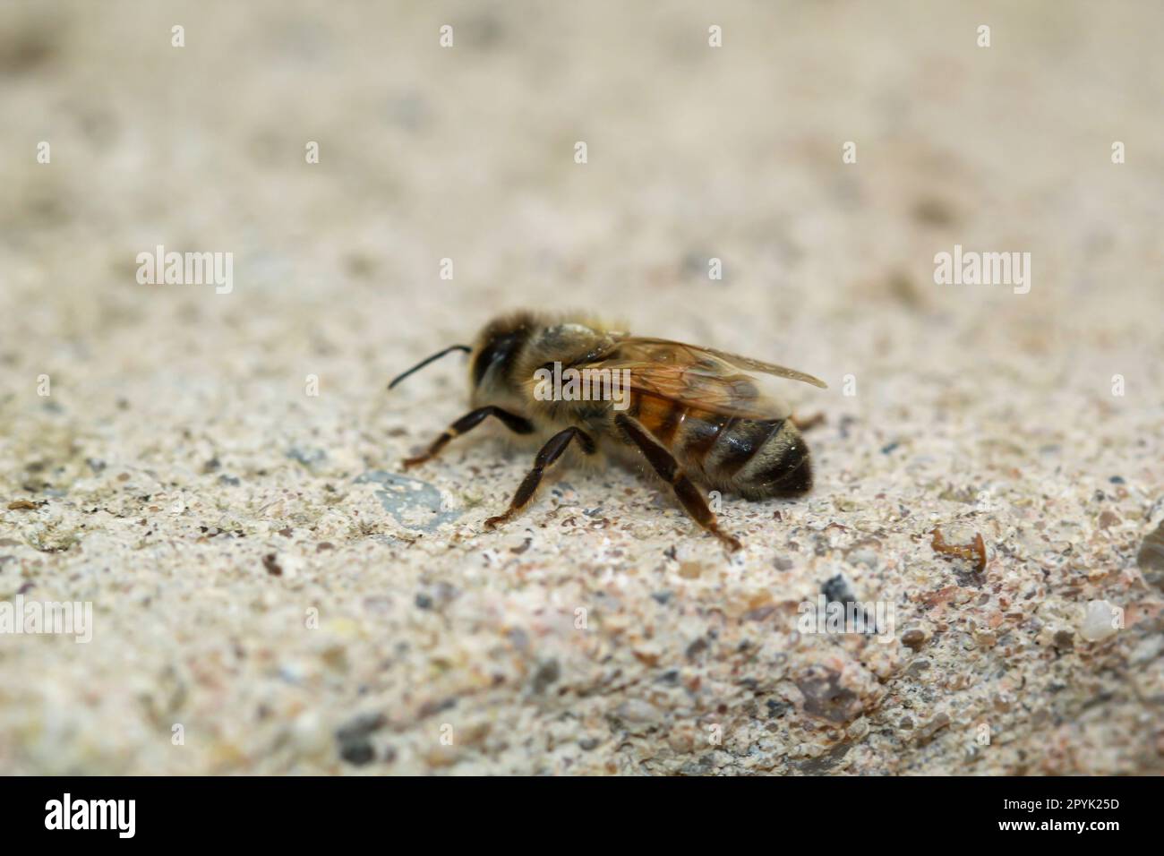 Beautiful shot of a honey bee hi-res stock photography and images - Alamy
