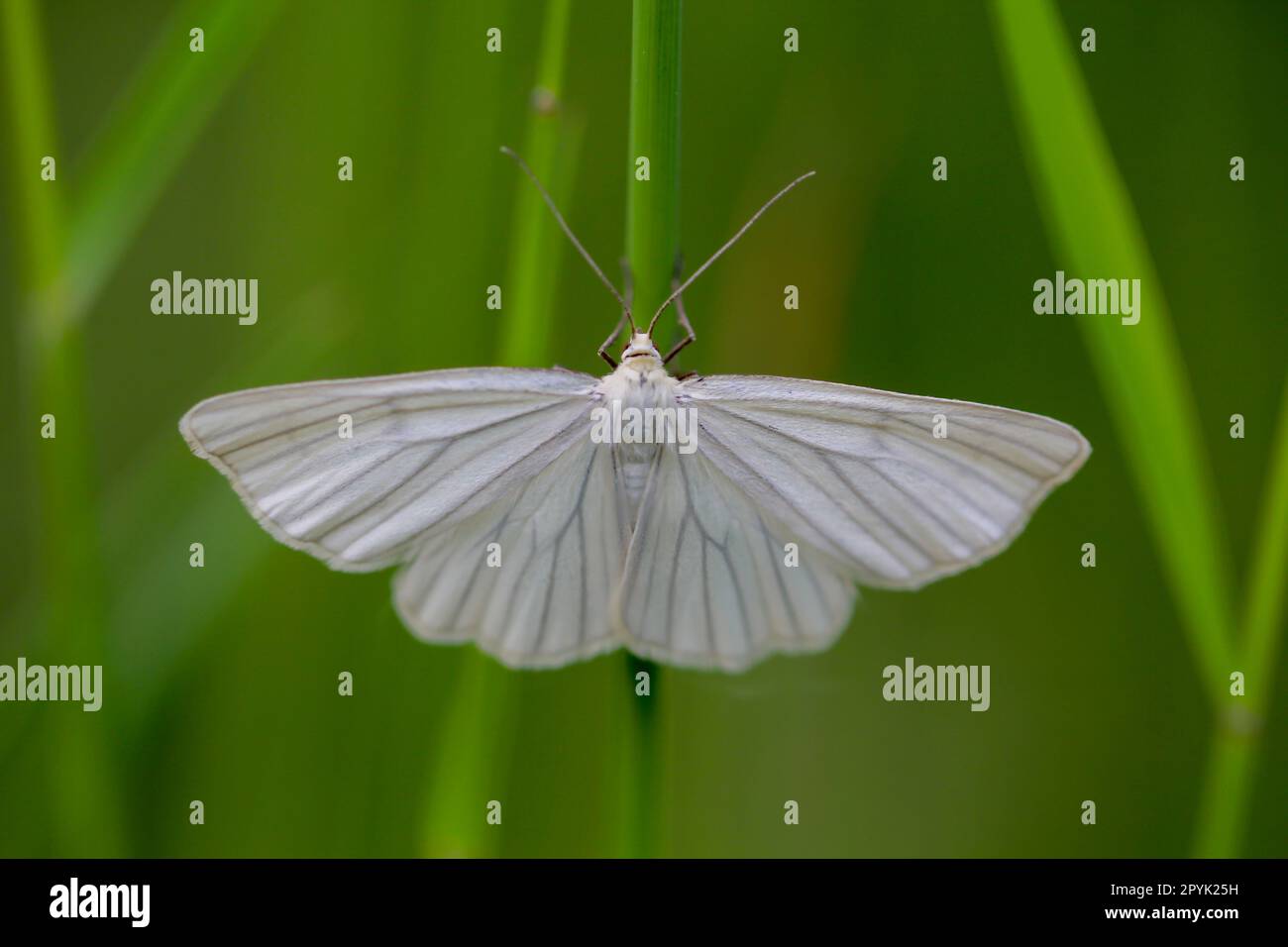 A shy siona lineata, hard hay moth on a blade of grass Stock Photo - Alamy