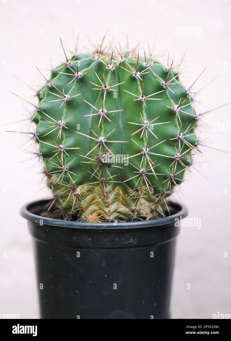 Portrait of a cactus. Close up of a cactus in the garden, beautiful ...