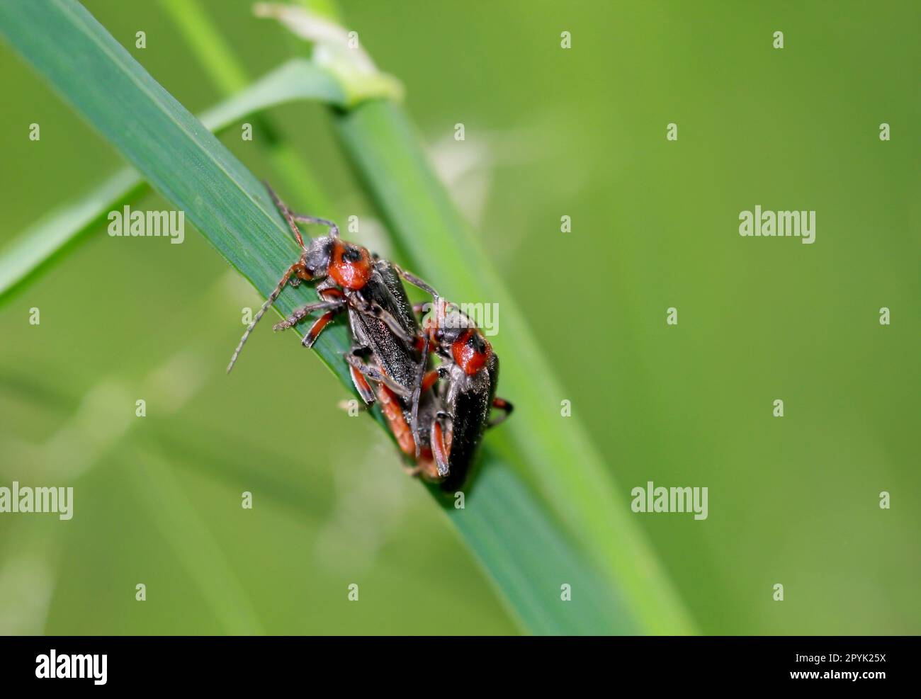 Two common soft-bodied beetles Cantharis fusca mating, sitting on a ...
