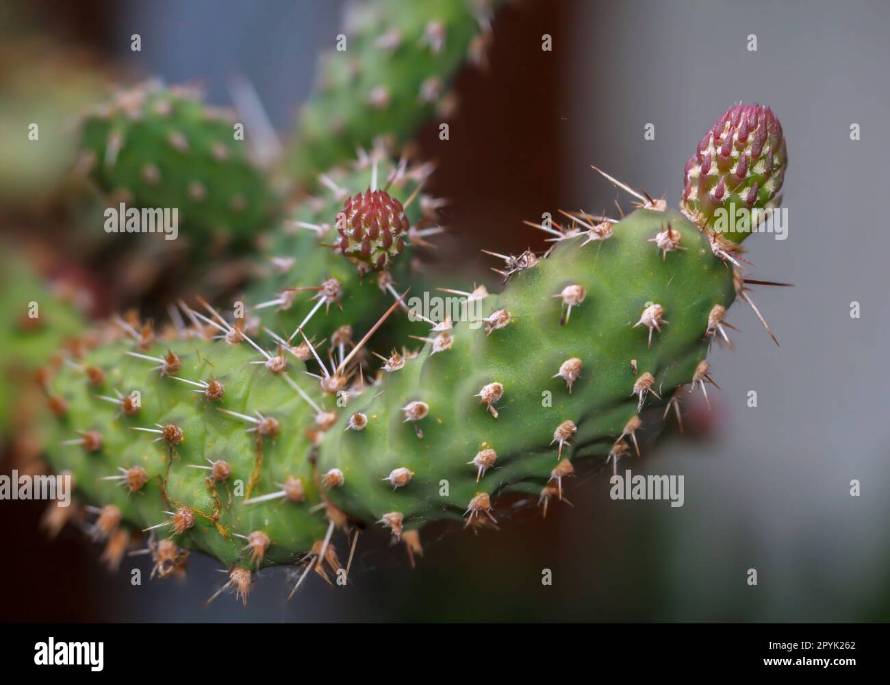 Portrait of a cactus. Close up of a cactus in the garden, beautiful ...