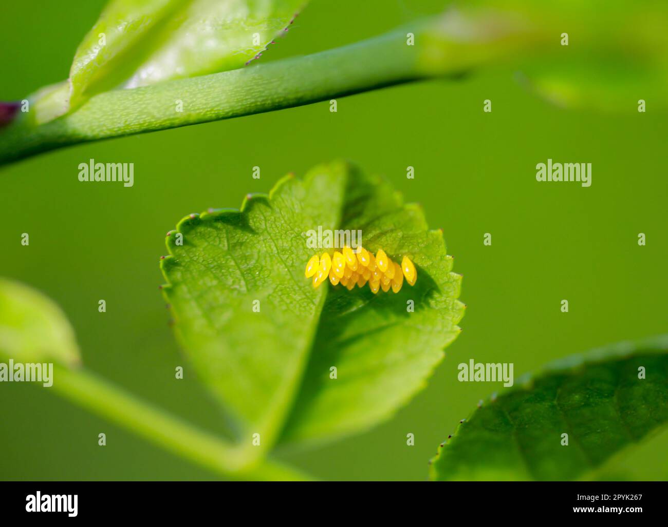 On the underside of a leaf are many yellow eggs of butterflies or other ...