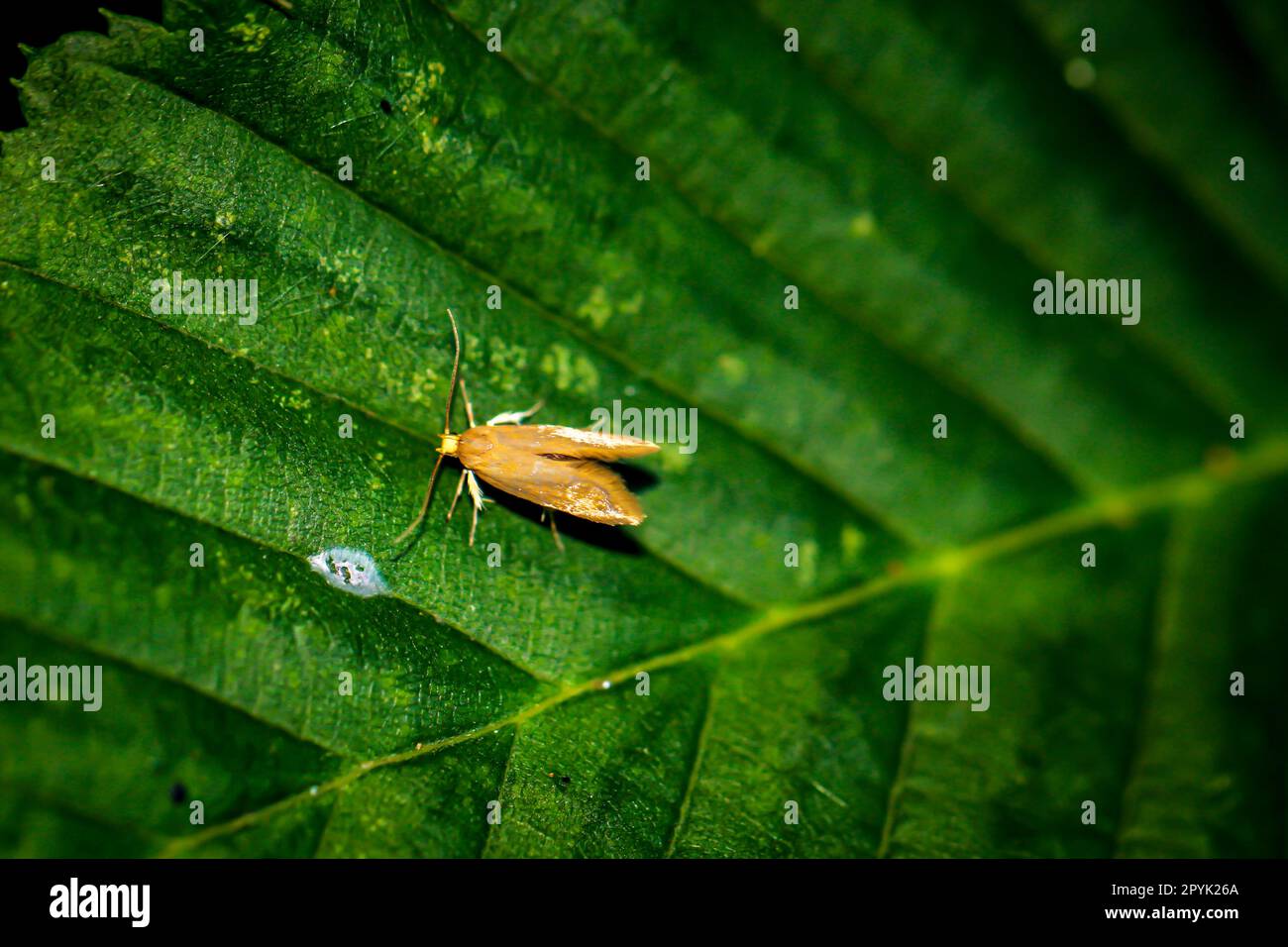 Bumblebee moth hi-res stock photography and images - Alamy