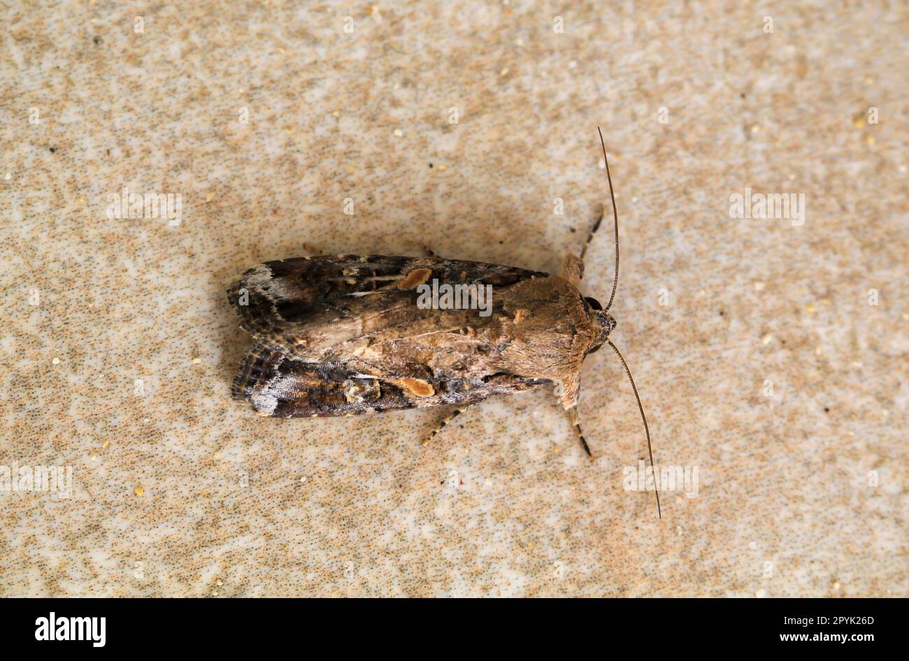 Close-up of a butterfly. Found on the island of Fureteventura Stock ...