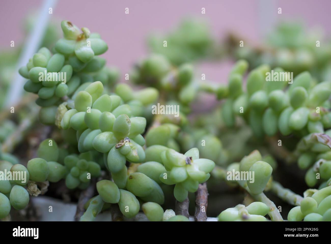 Portrait of a cactus. Close up of a cactus in the garden, beautiful ...