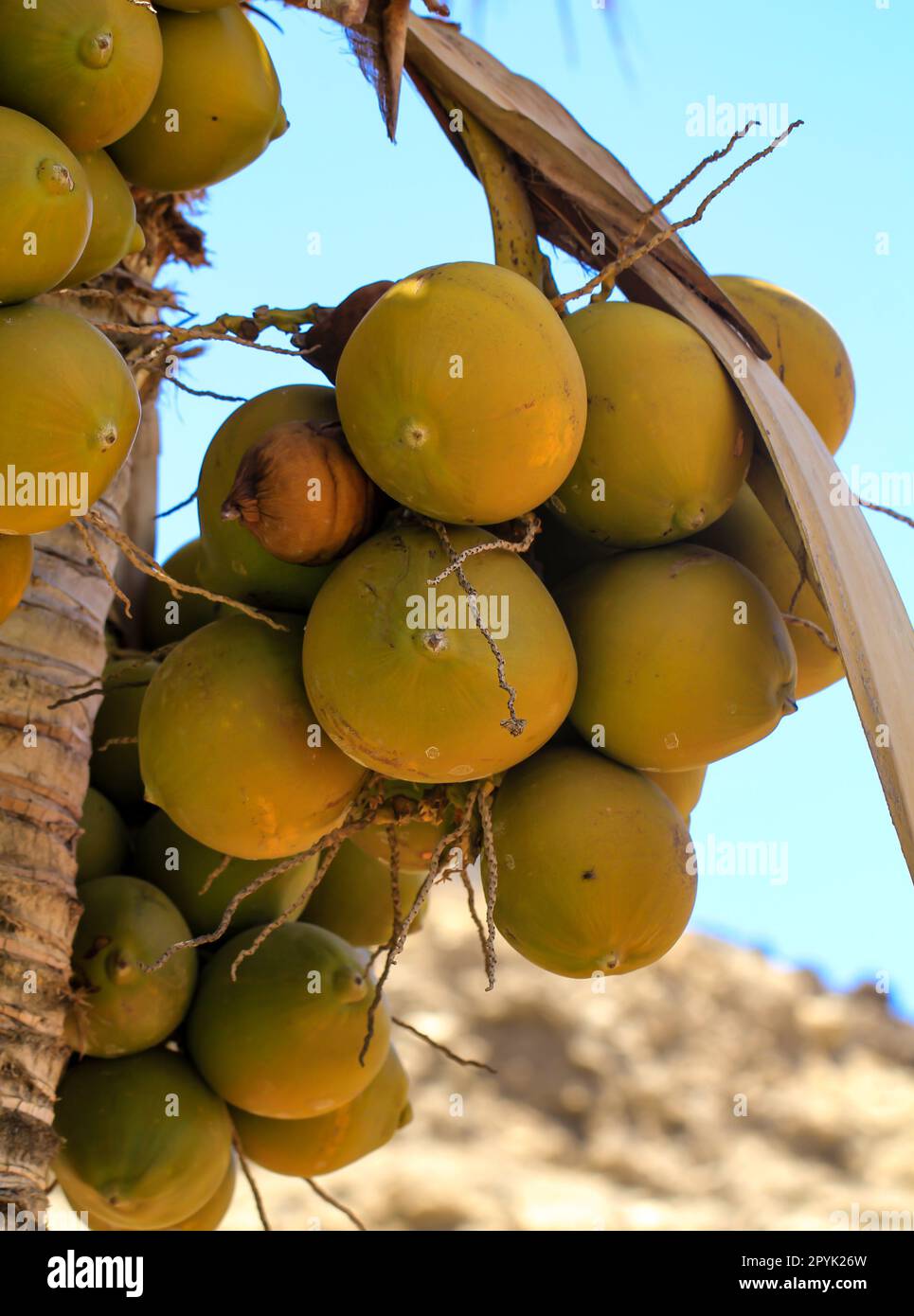 Many coconuts, palm fruits on a palm tree. Detail of a palm tree Stock ...