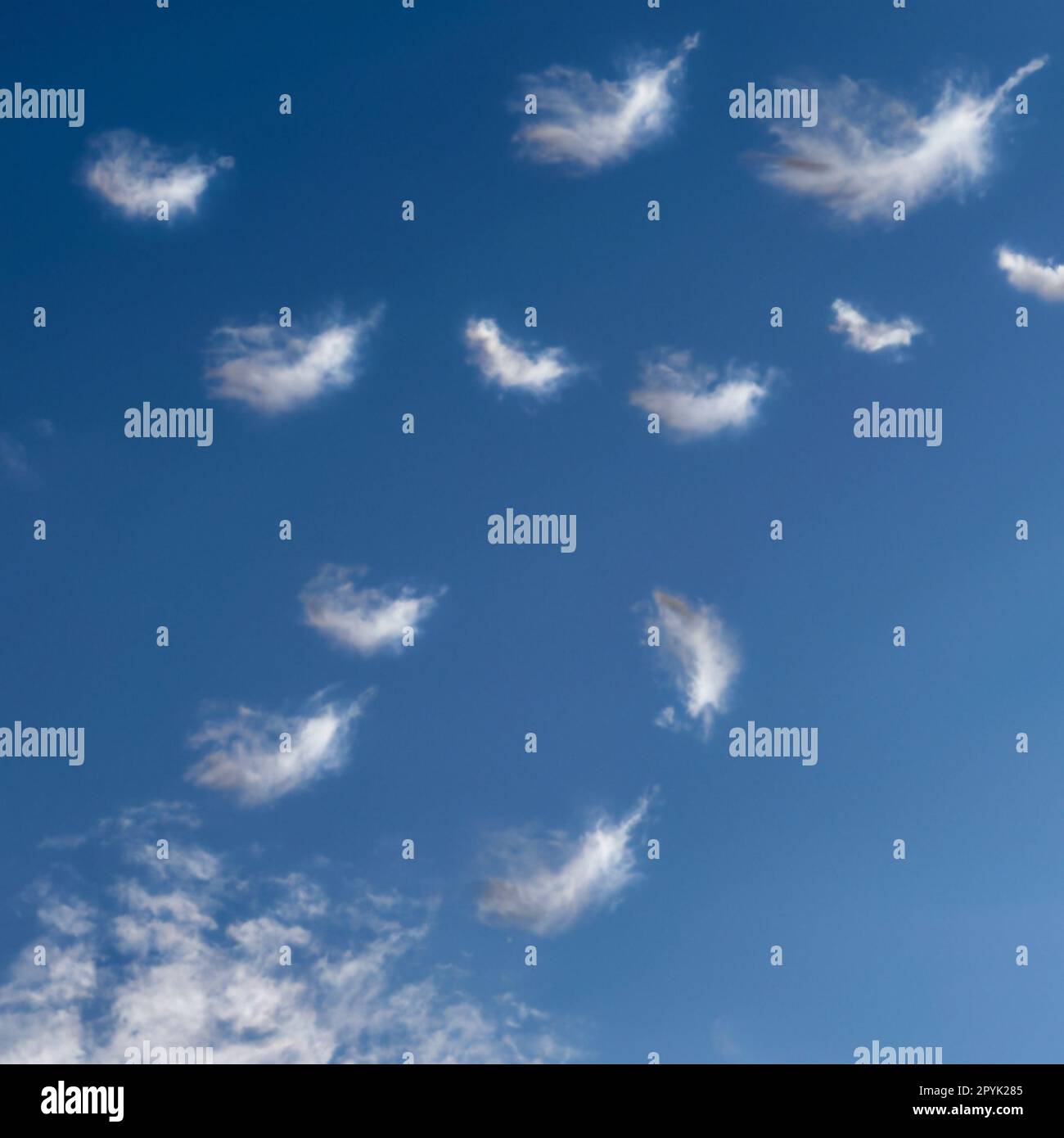 White Feathers Falling From The Sky