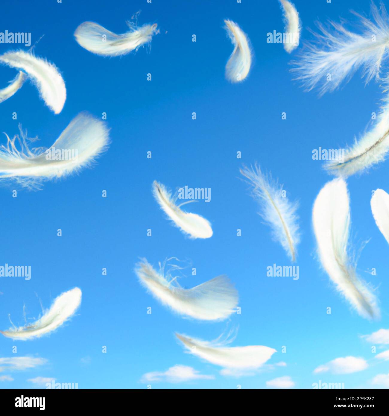 White Feathers Falling From The Sky
