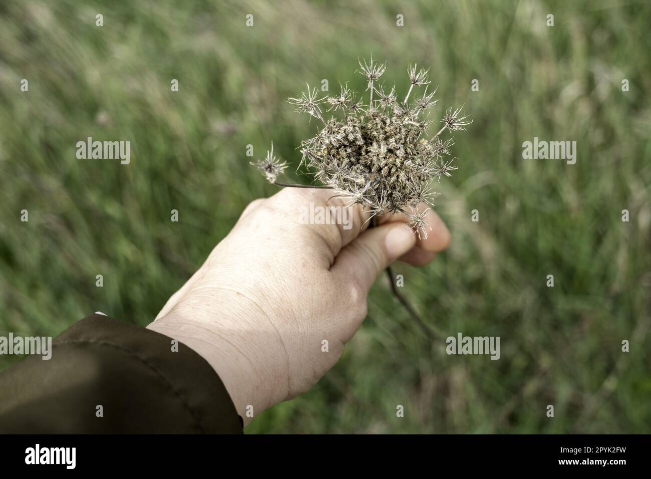 Woman's hand picking flowers in the field Stock Photo - Alamy