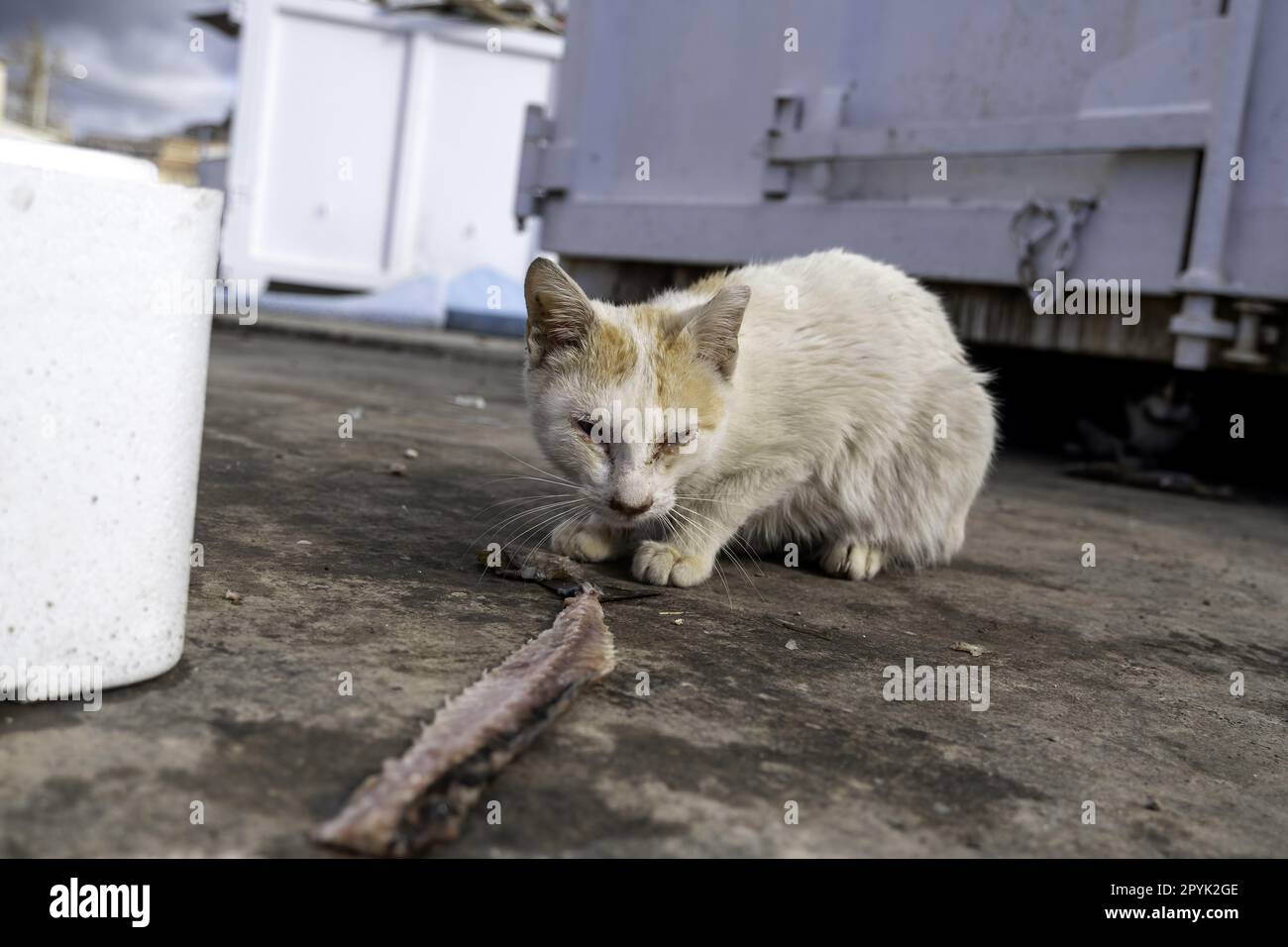 Wooden cat fish cute hi-res stock photography and images - Alamy