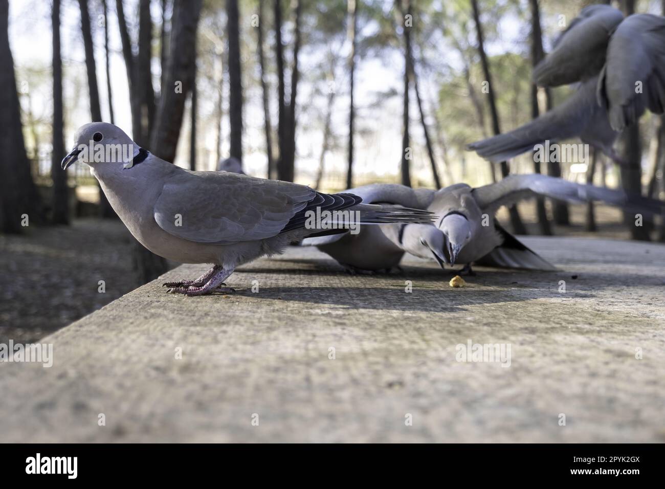 Pigeons birds eating bread hi-res stock photography and images - Alamy