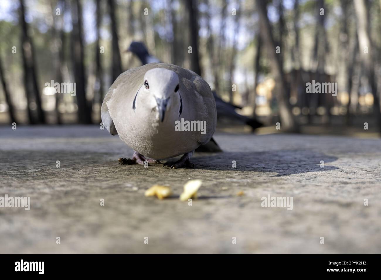 Forest of birds hi-res stock photography and images - Alamy