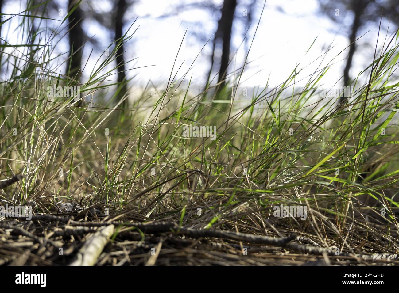 Green grass in the forest Stock Photo - Alamy