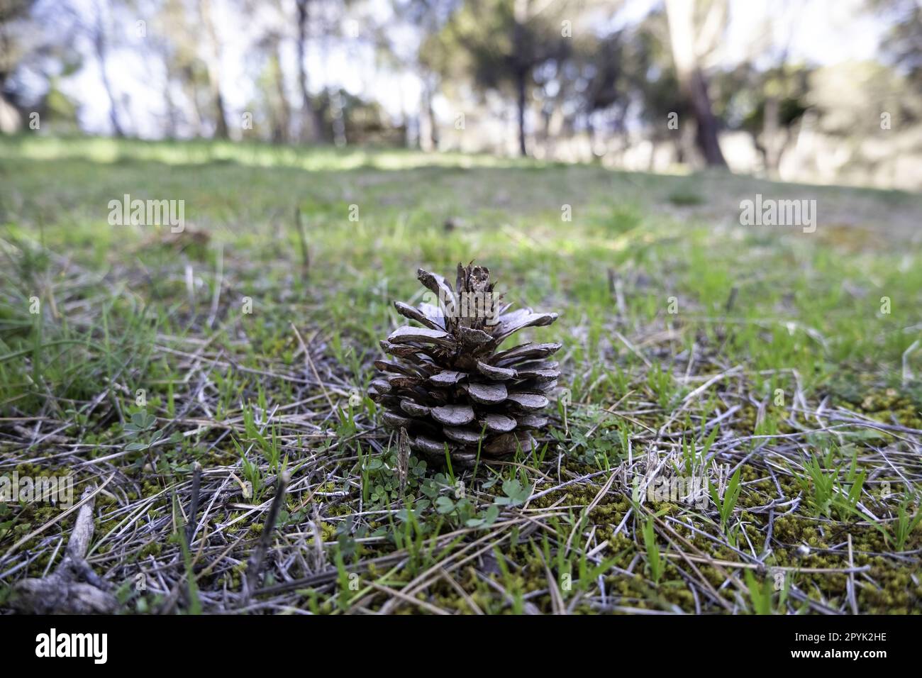 Pine tree autumn cone needle bark hi-res stock photography and images ...