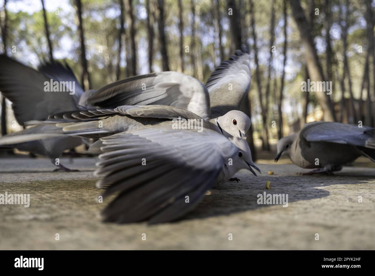 Forest of birds hi-res stock photography and images - Alamy